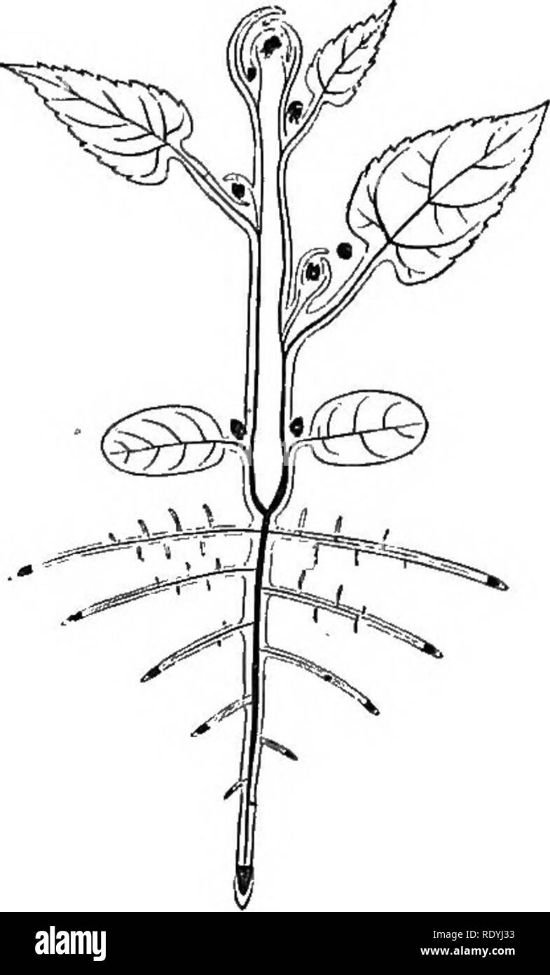 . An introduction to vegetable physiology. Plant physiology. THE ...