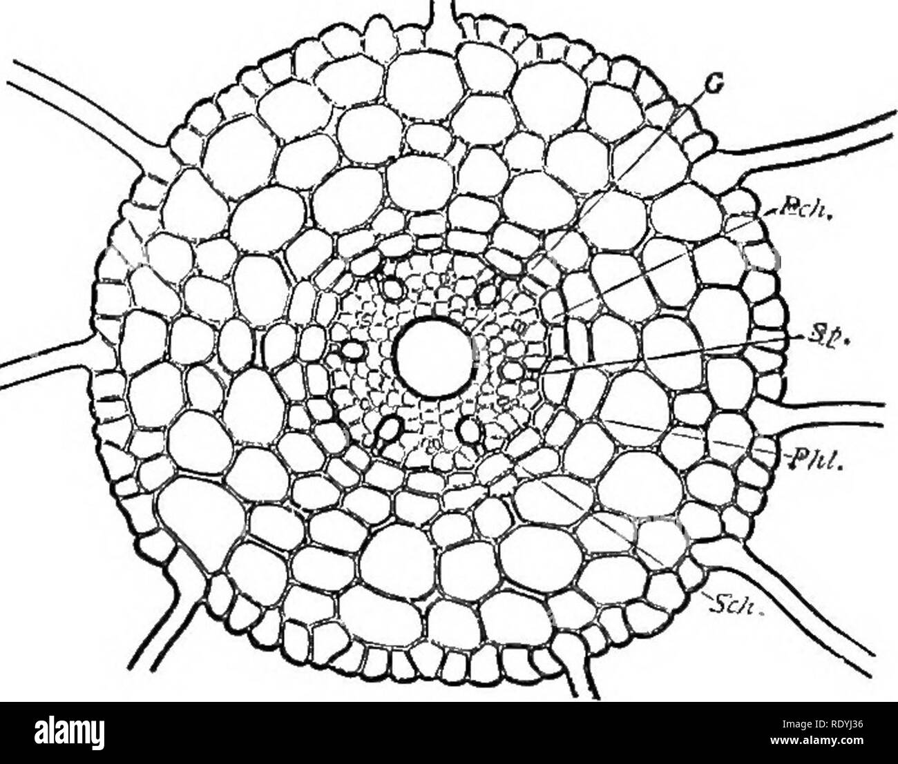 . An introduction to vegetable physiology. Plant physiology. 70 ...