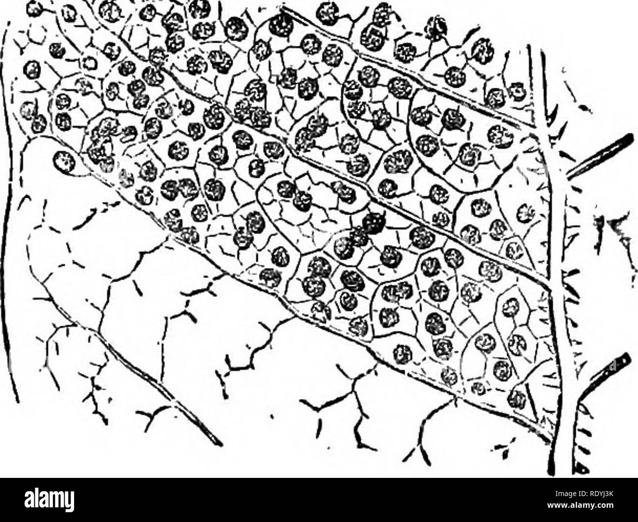 Punctiform Black and White Stock Photos & Images - Alamy