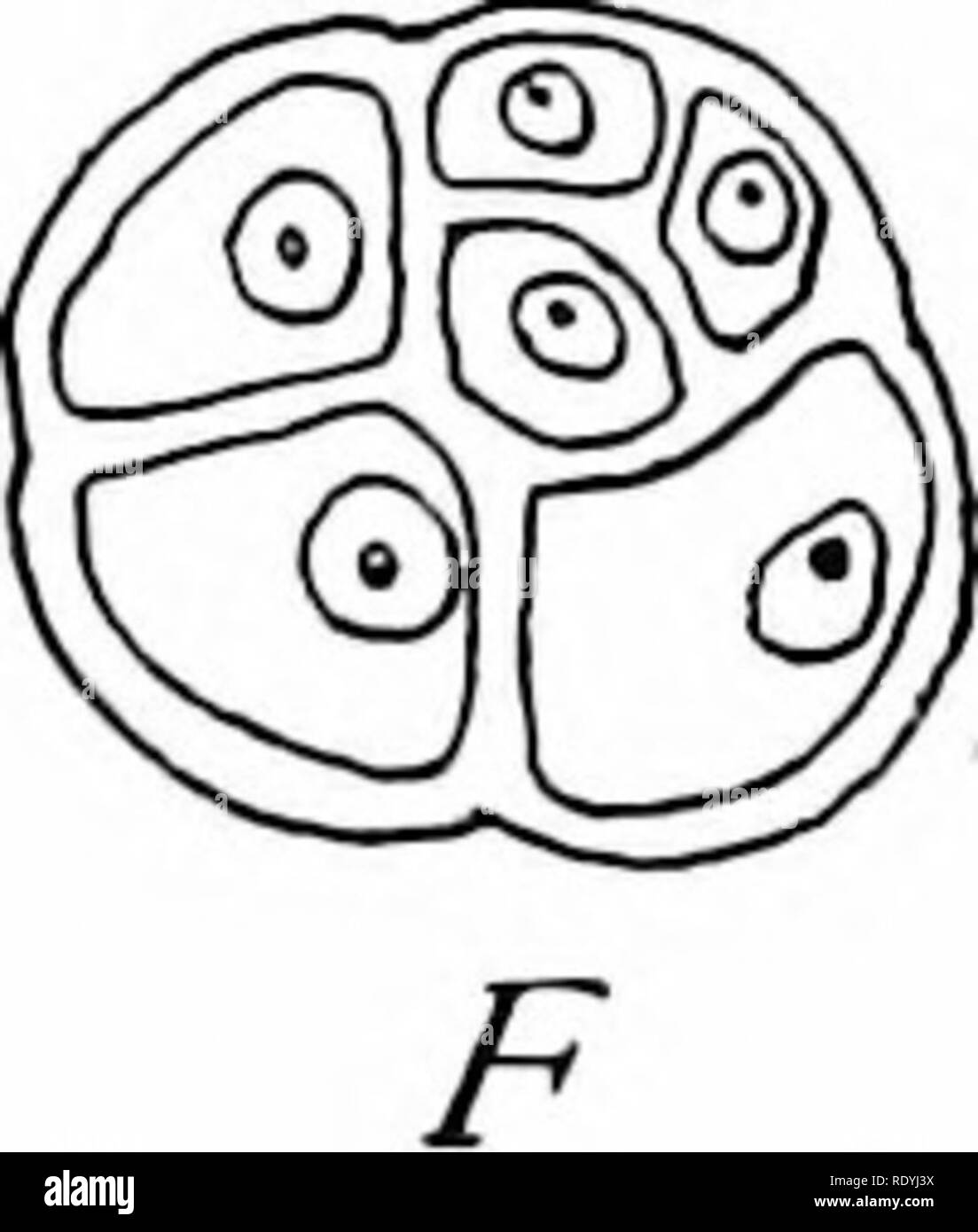 . Morphology of angiosperms (Morphology of spermatophytes. Part II ...