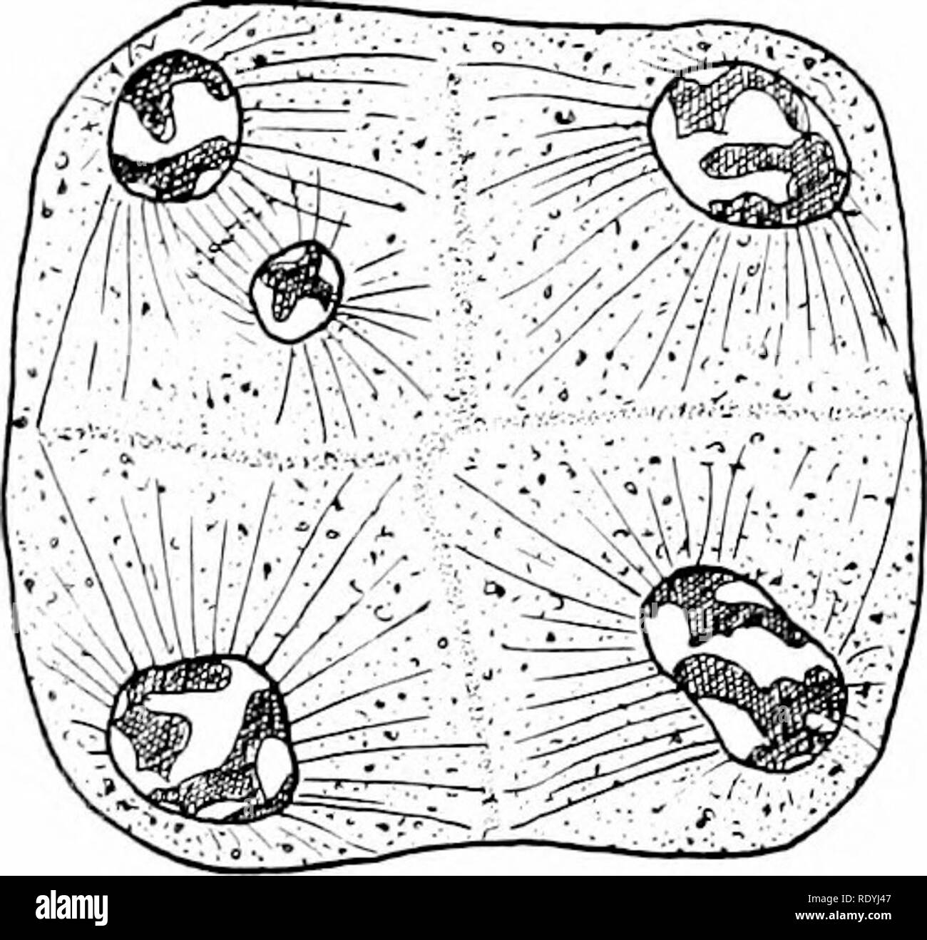 Mitosis multipolar hi-res stock photography and images - Alamy