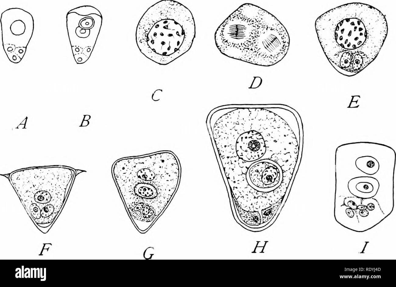 . Morphology of angiosperms (Morphology of spermatophytes. Part II ...