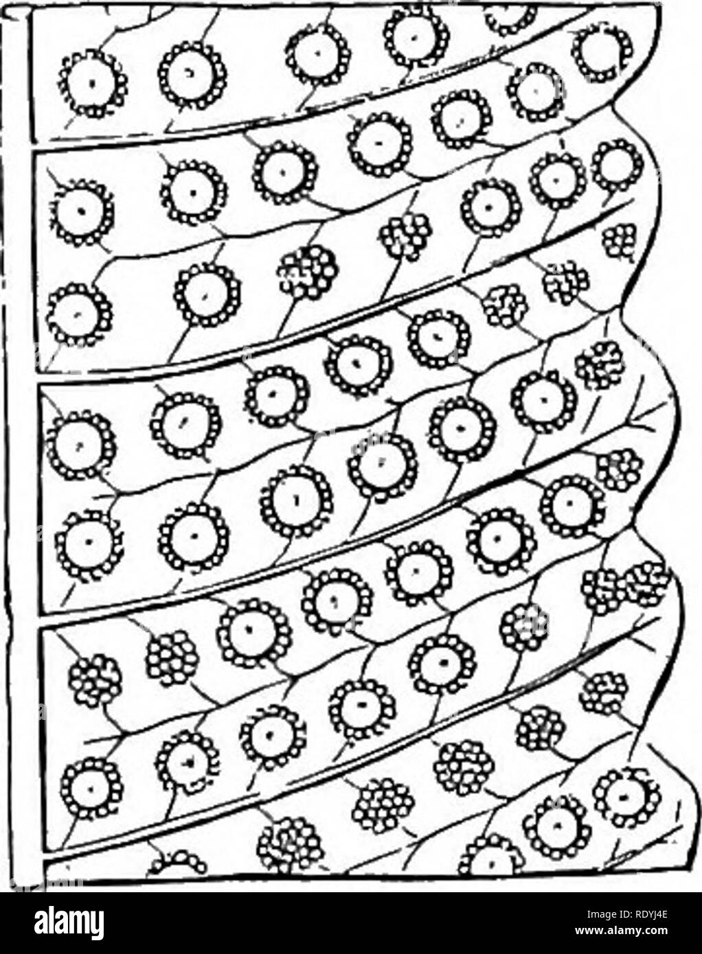 . Ferns: British & foreign. The history, organography, classification ...