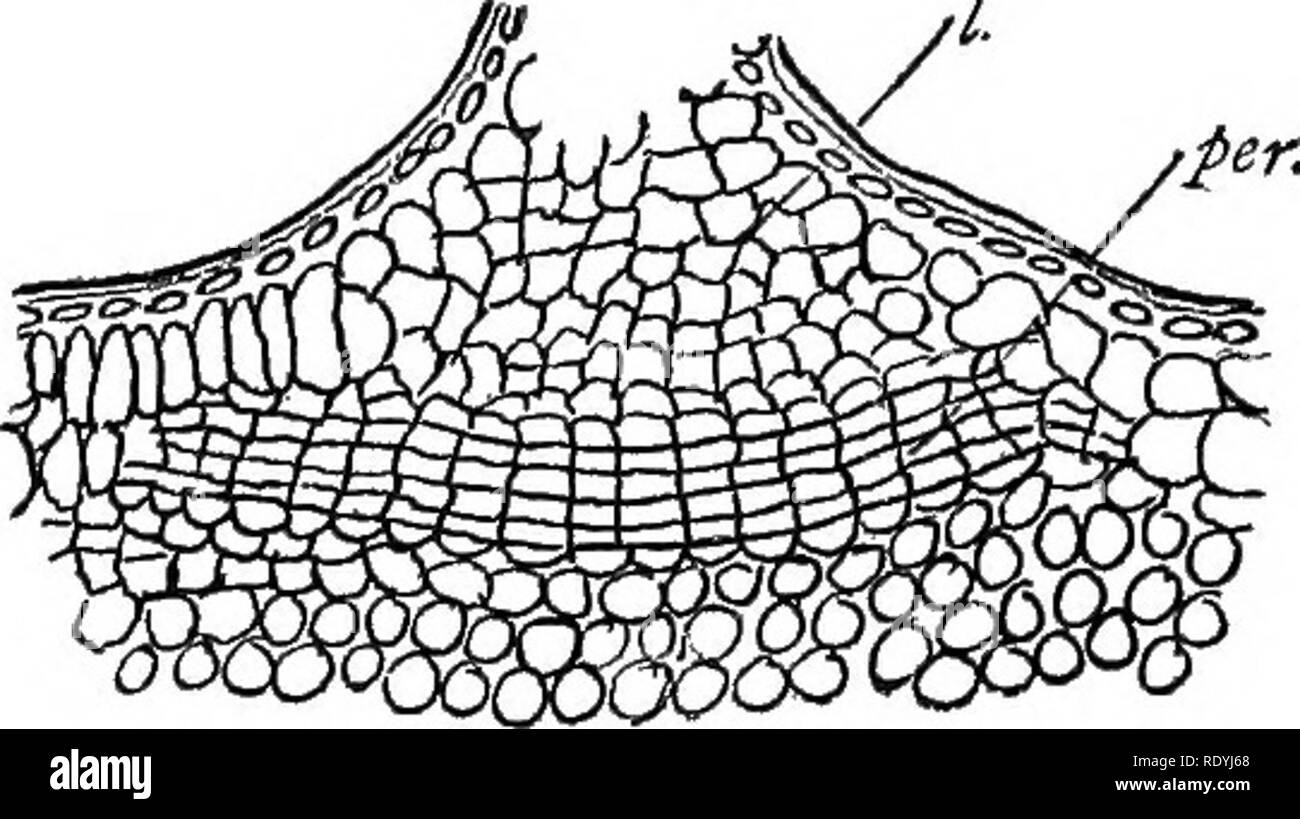 . An introduction to vegetable physiology. Plant physiology. 34 ...