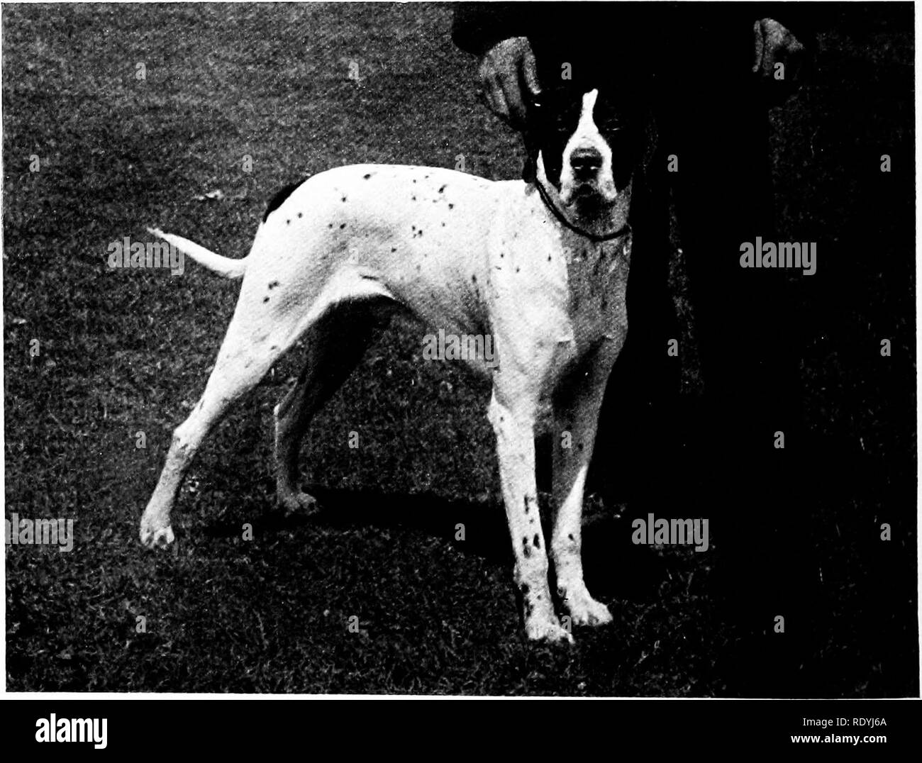 Saddleback house Black and White Stock Photos & Images - Alamy