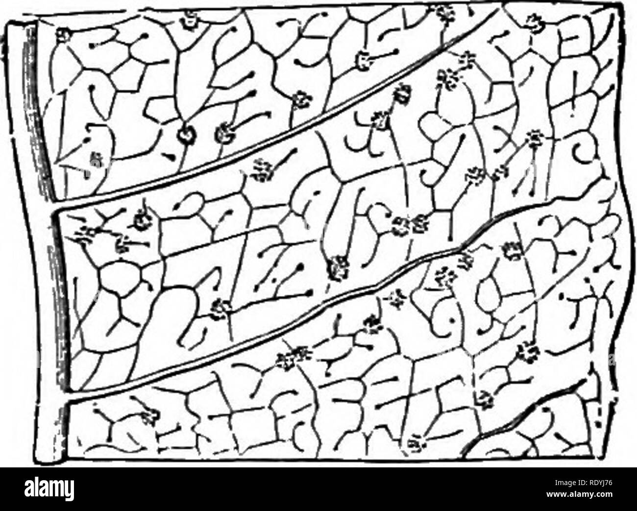 Conniving Black and White Stock Photos & Images - Alamy