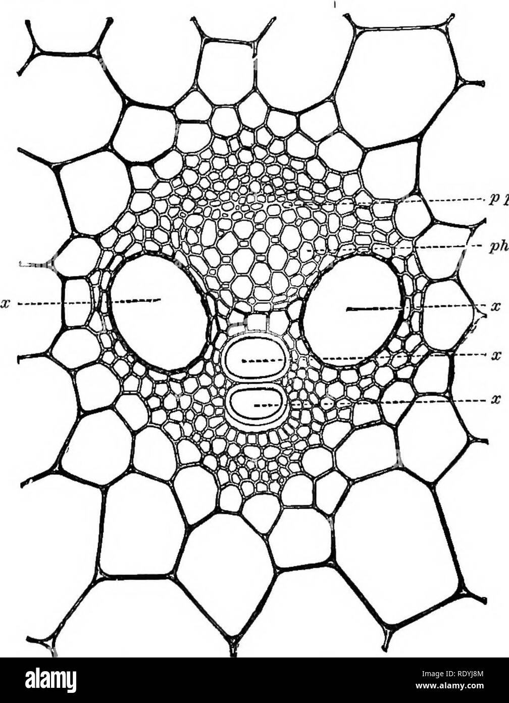 Cladium mariscus hi-res stock photography and images - Alamy