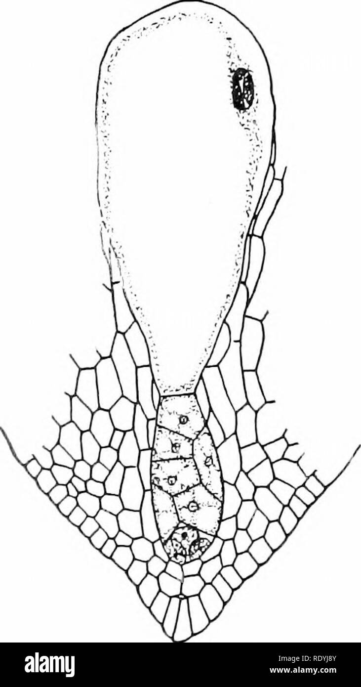 . Morphology of angiosperms (Morphology of spermatophytes. Part II ...