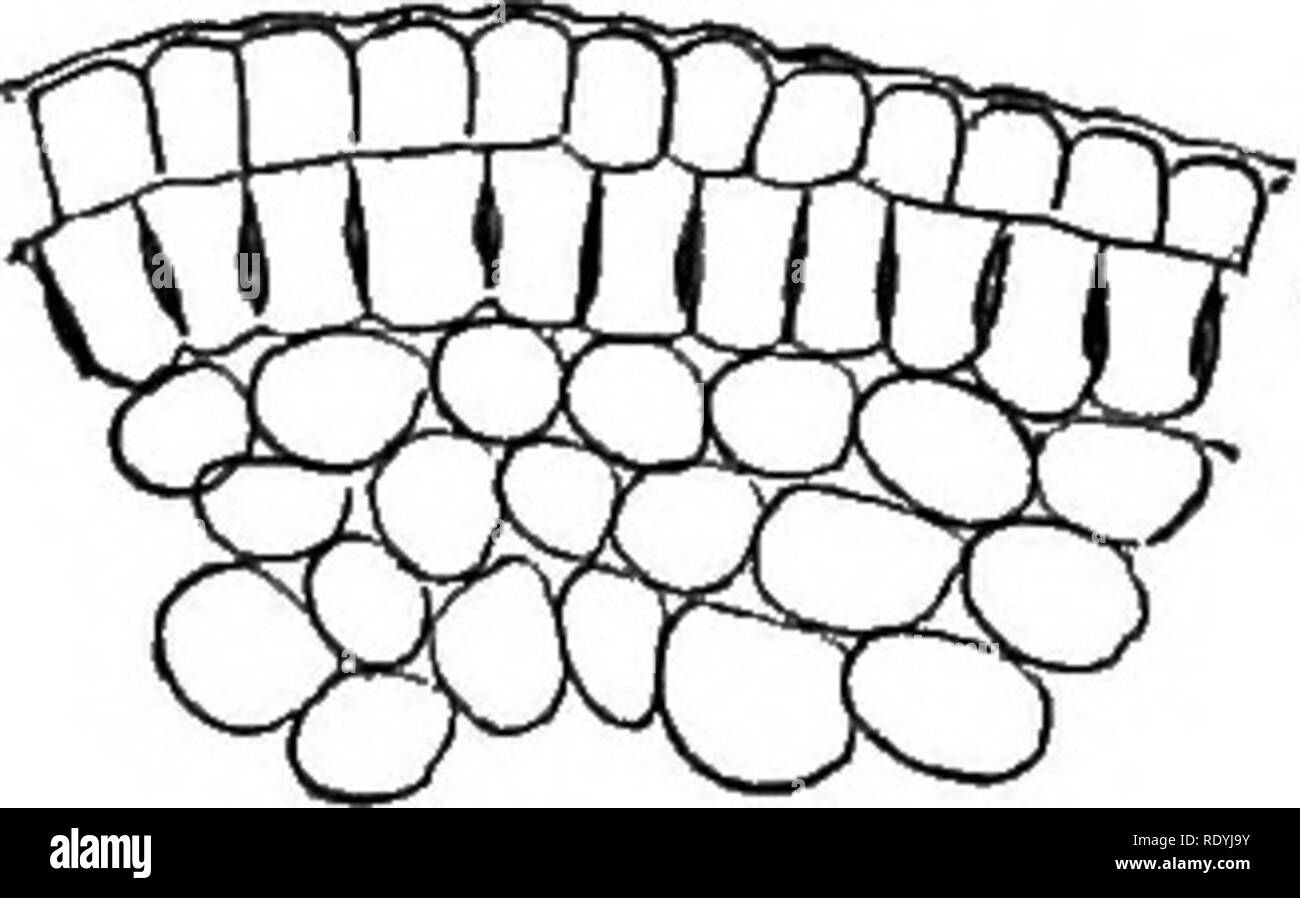 Collenchyma sclerenchyma hi-res stock photography and images - Alamy