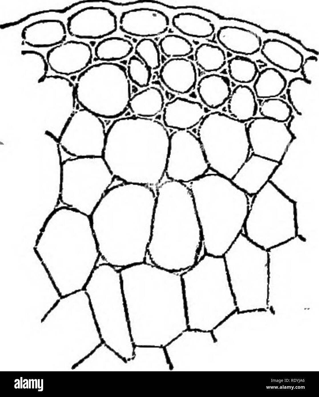 . An introduction to vegetable physiology. Plant physiology. THE ...