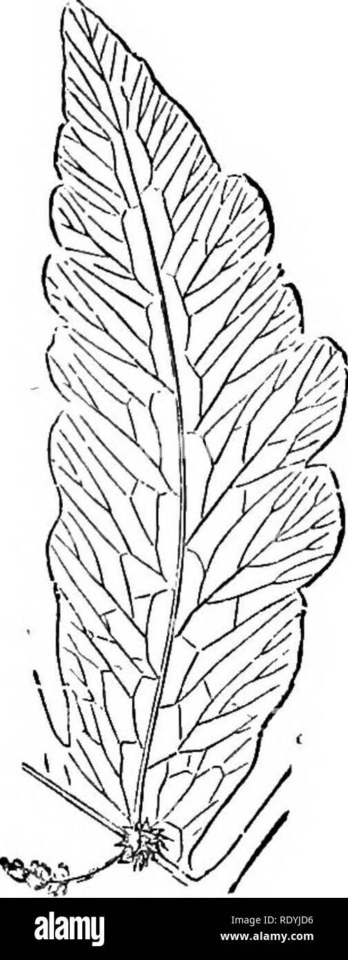 . Ferns: British & foreign. The history, organography, classification ...