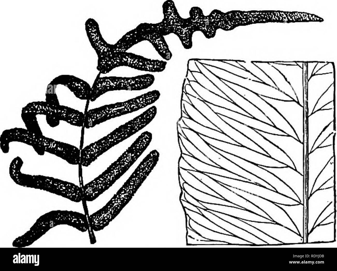 . Ferns: British & foreign. The history, organography, classification ...