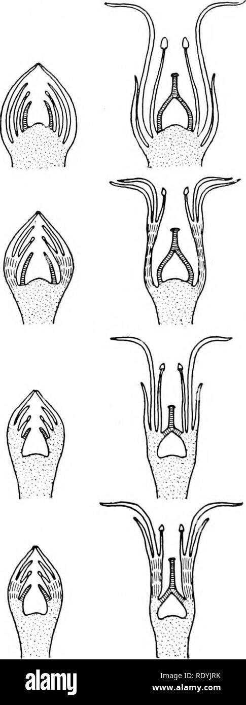 . Morphology of angiosperms (Morphology of spermatophytes. Part II ...
