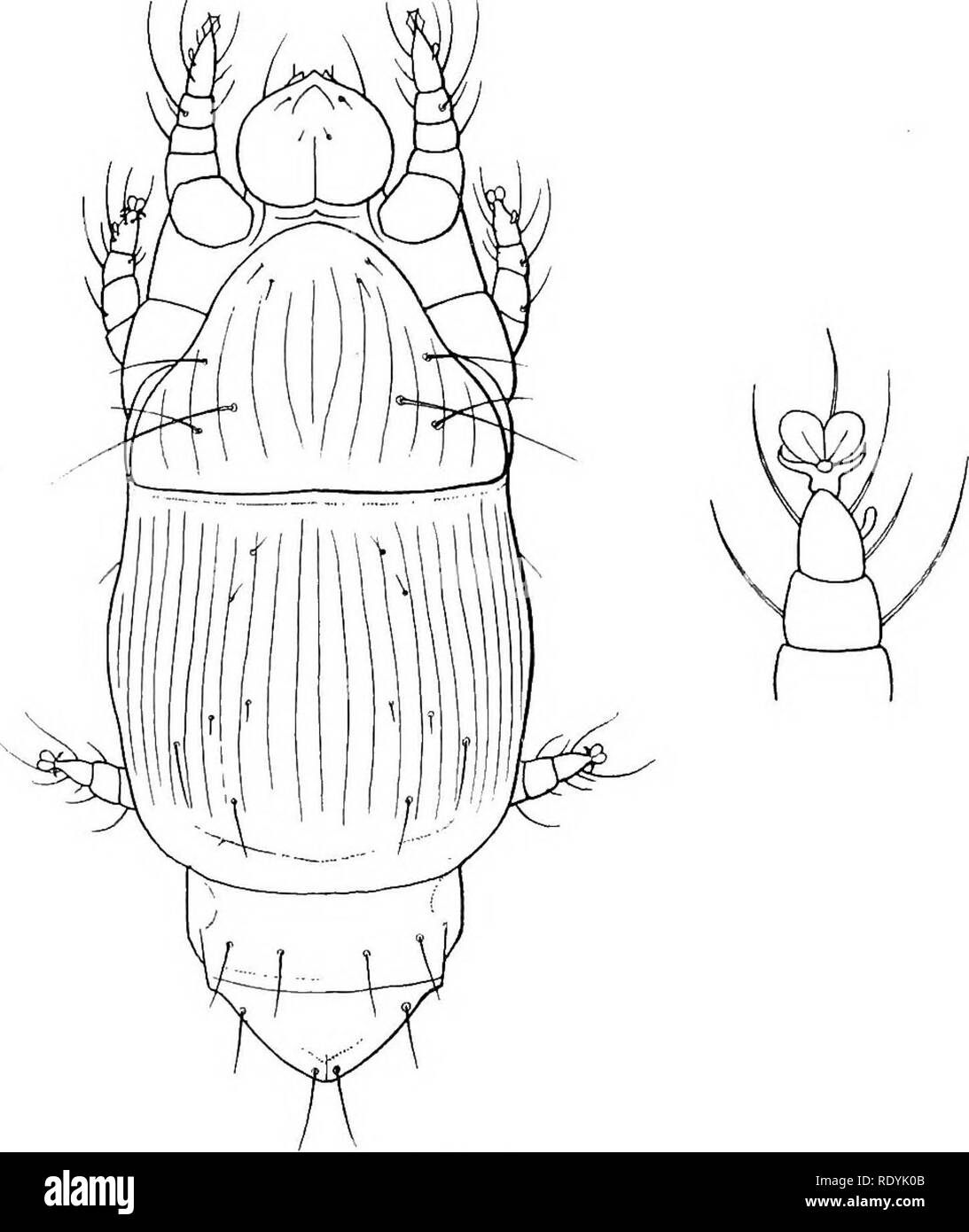 . Mites injurious to domestic animals (with an appendix on the acarine ...