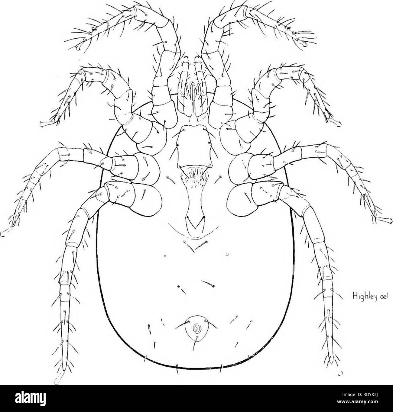 Mange mites Black and White Stock Photos & Images - Alamy