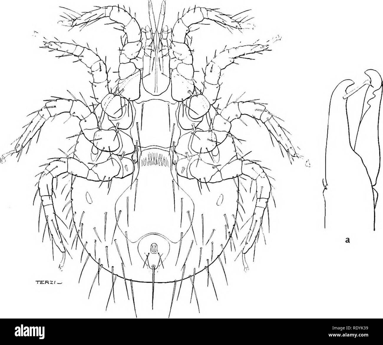 Pig skin disease hi-res stock photography and images - Alamy