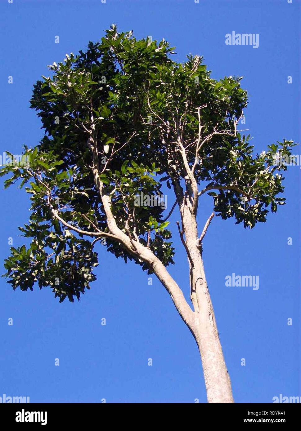 Atalaya history hi-res stock photography and images - Alamy