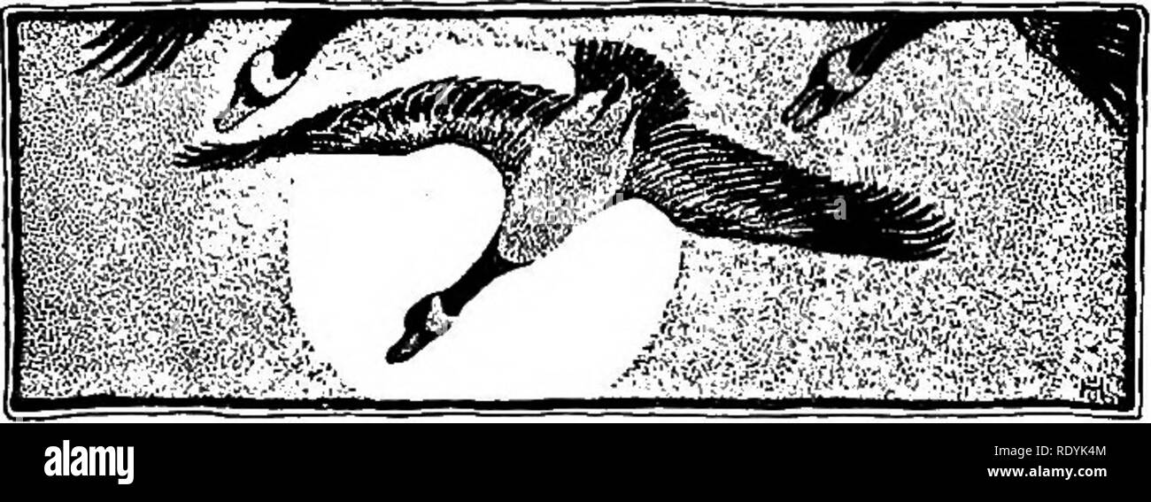 Sleeping geese Black and White Stock Photos & Images - Alamy