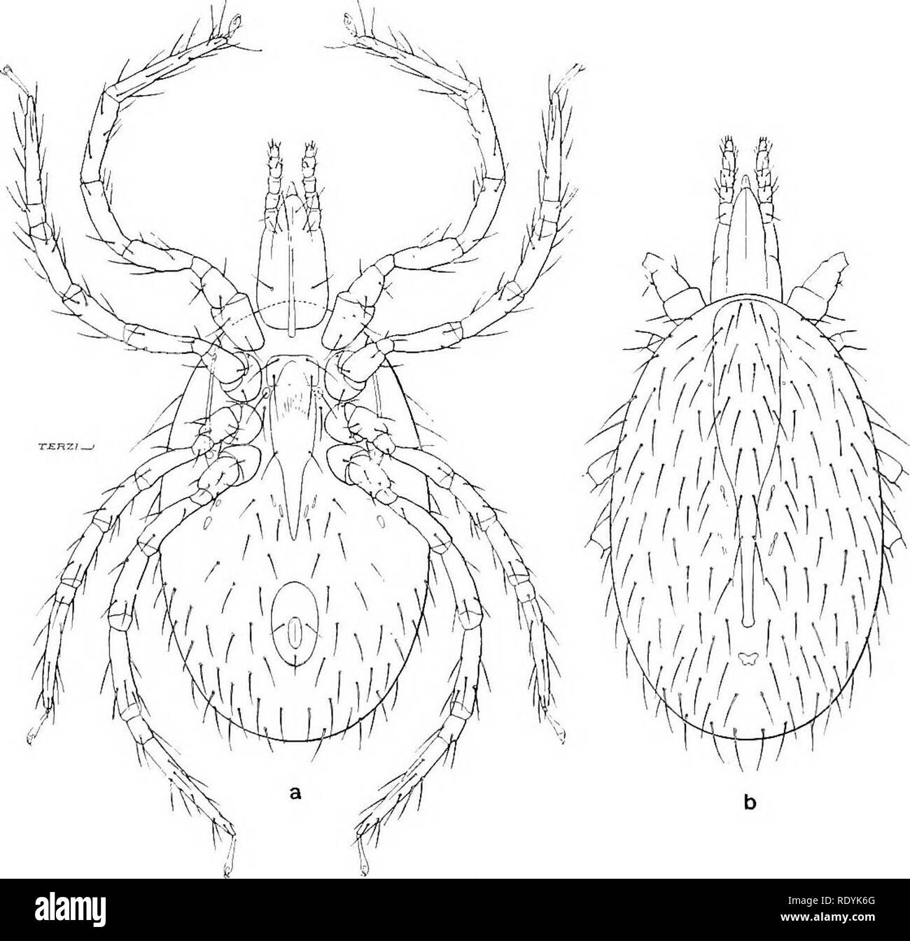 . Mites injurious to domestic animals (with an appendix on the acarine ...
