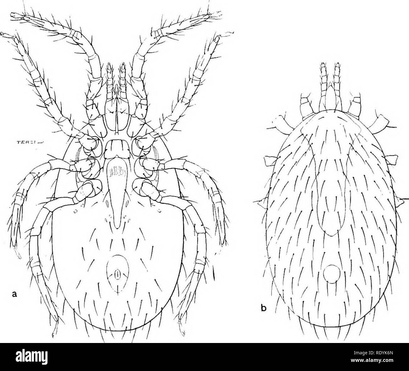 . Mites injurious to domestic animals (with an appendix on the acarine ...