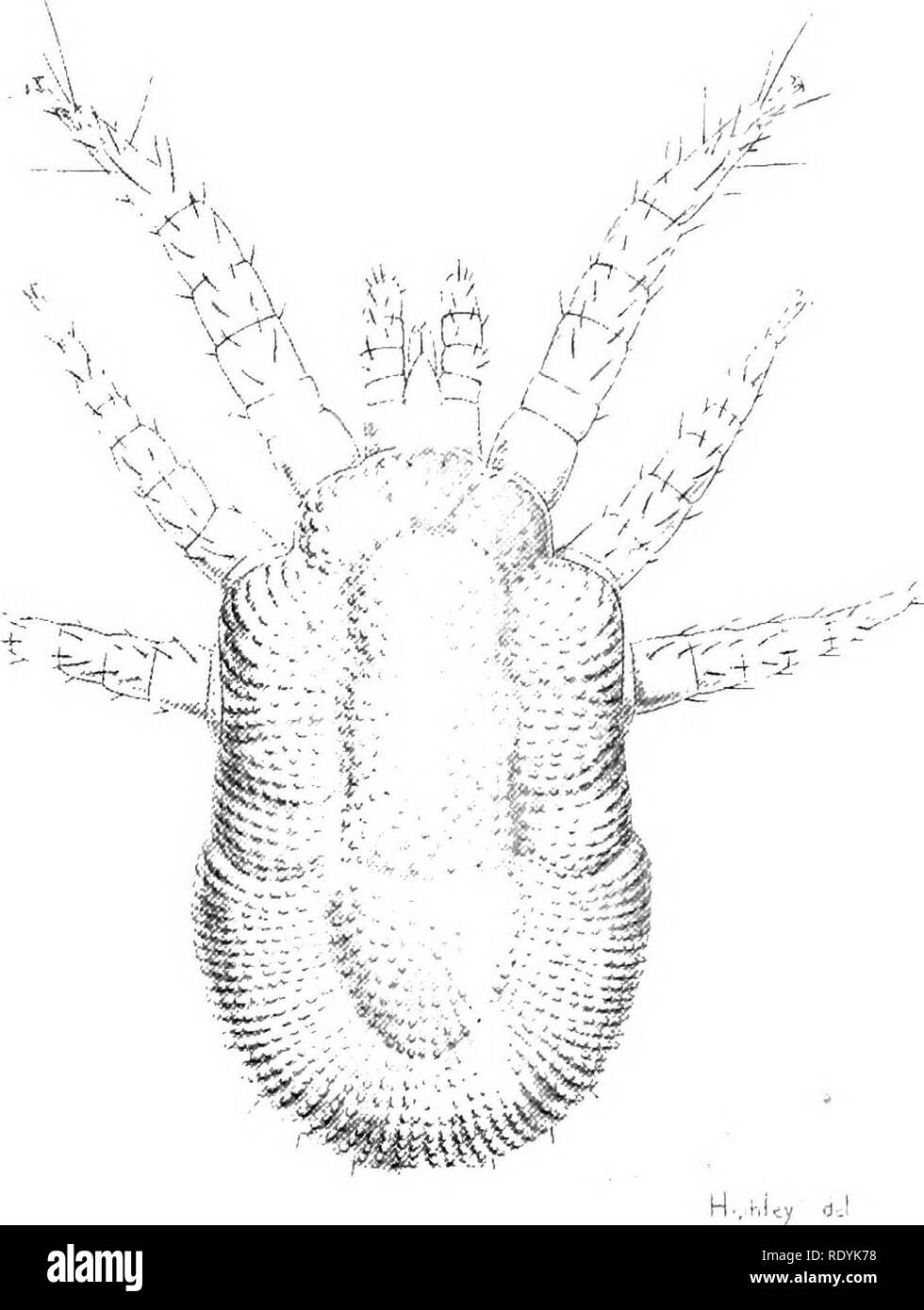 Cheyletiella Parasitivorax