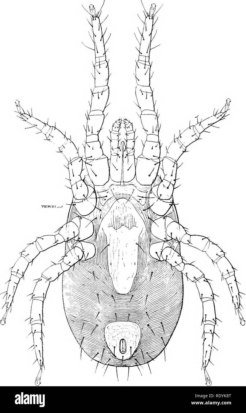 . Mites injurious to domestic animals (with an appendix on the acarine ...