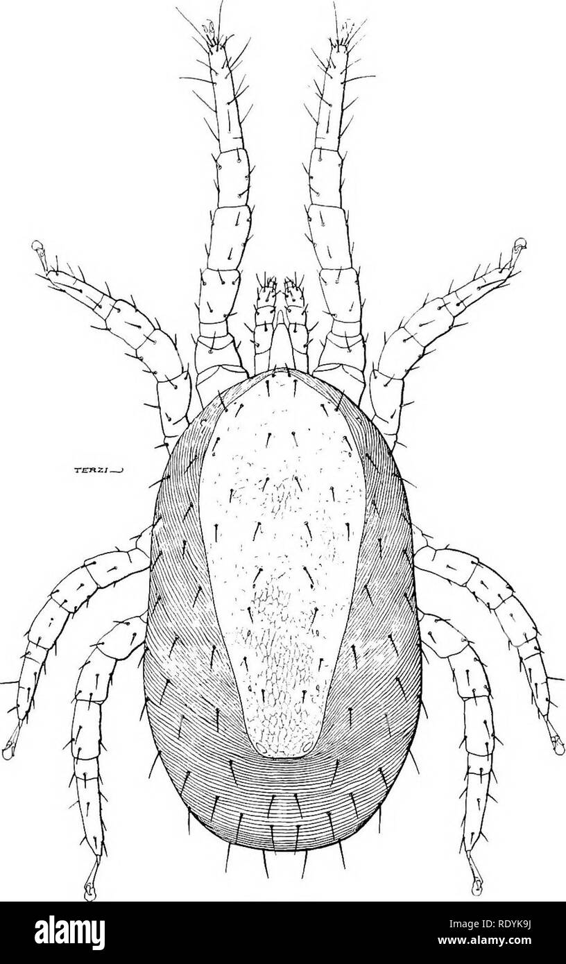 Dermanyssus gallinae hi-res stock photography and images - Alamy