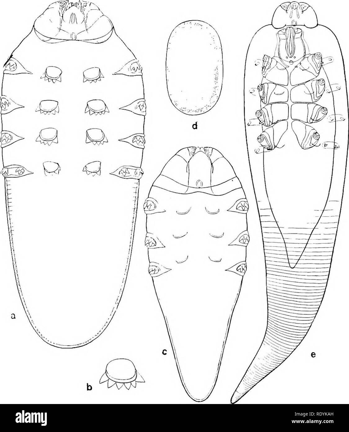 . Mites injurious to domestic animals (with an appendix on the acarine ...
