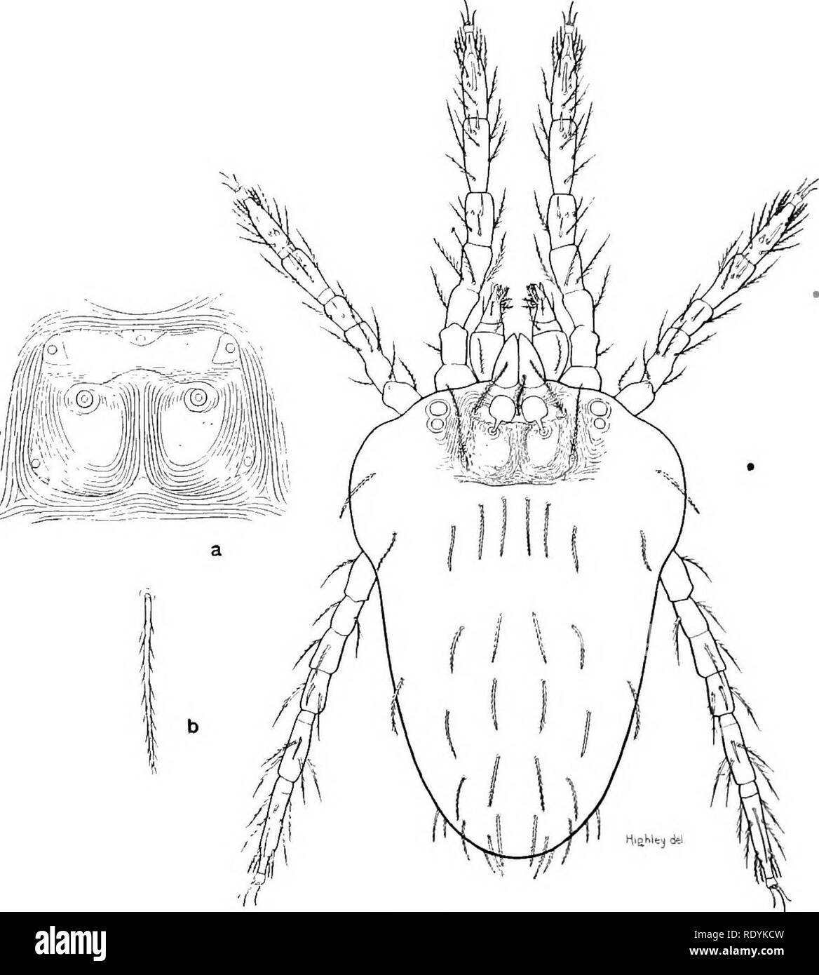 Trombidiid mite hi-res stock photography and images - Alamy