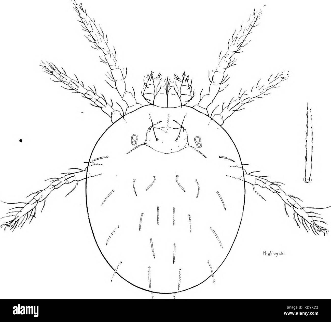. Mites injurious to domestic animals (with an appendix on the acarine ...