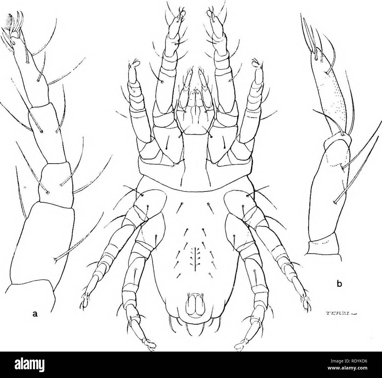 . Mites injurious to domestic animals (with an appendix on the acarine ...