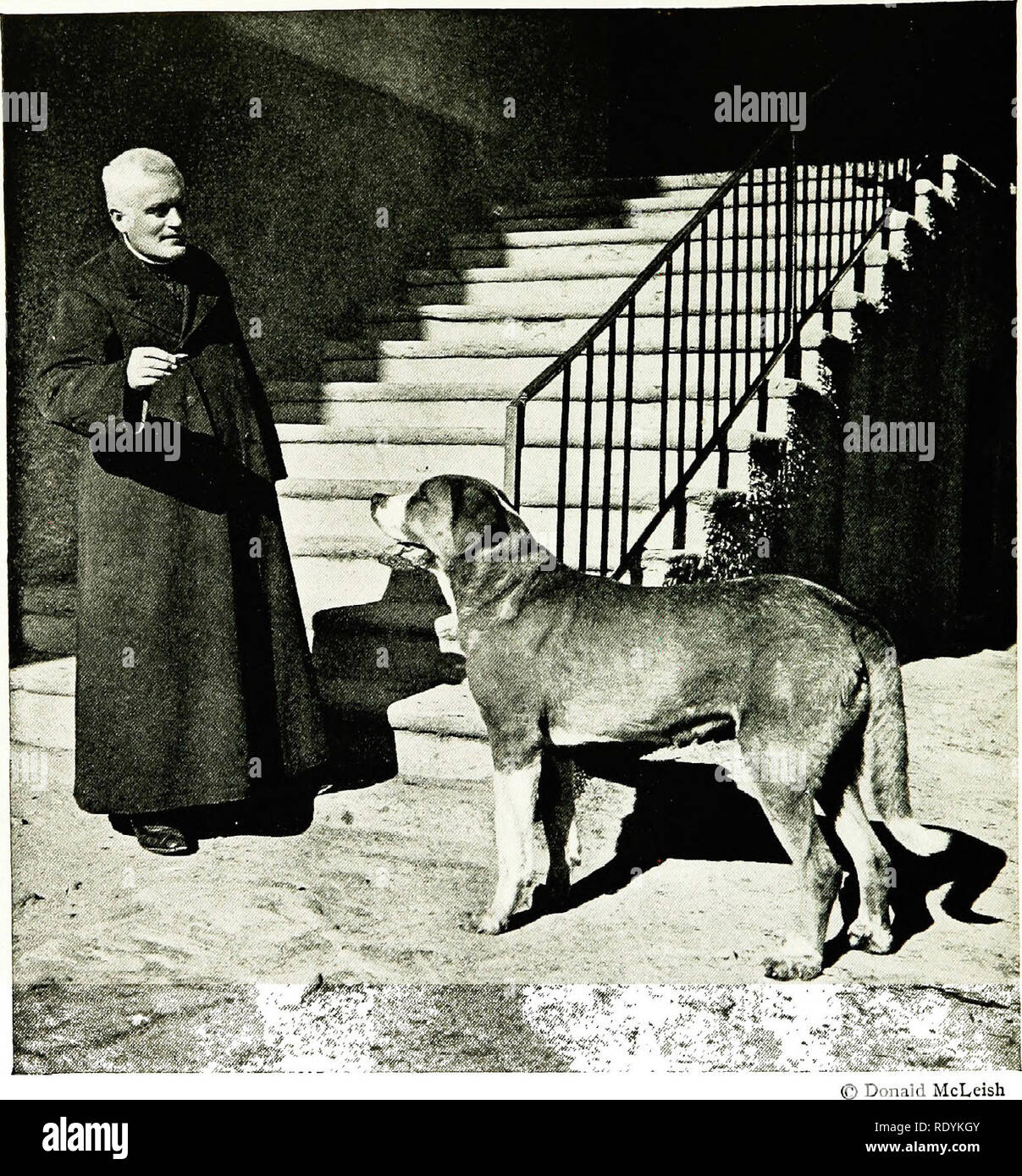 Barry bernard dog hi-res stock photography and images - Alamy