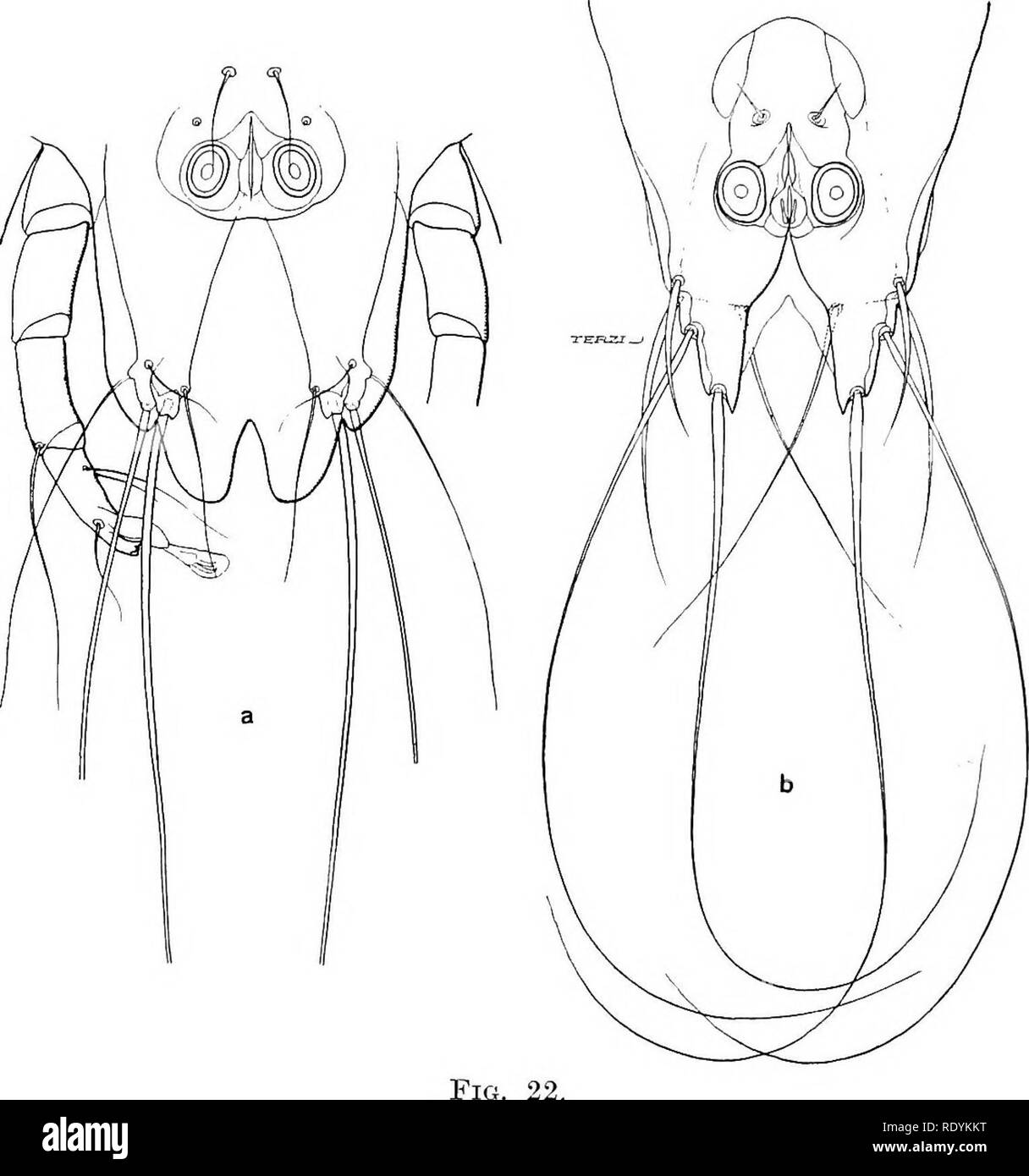 . Mites injurious to domestic animals (with an appendix on the acarine ...