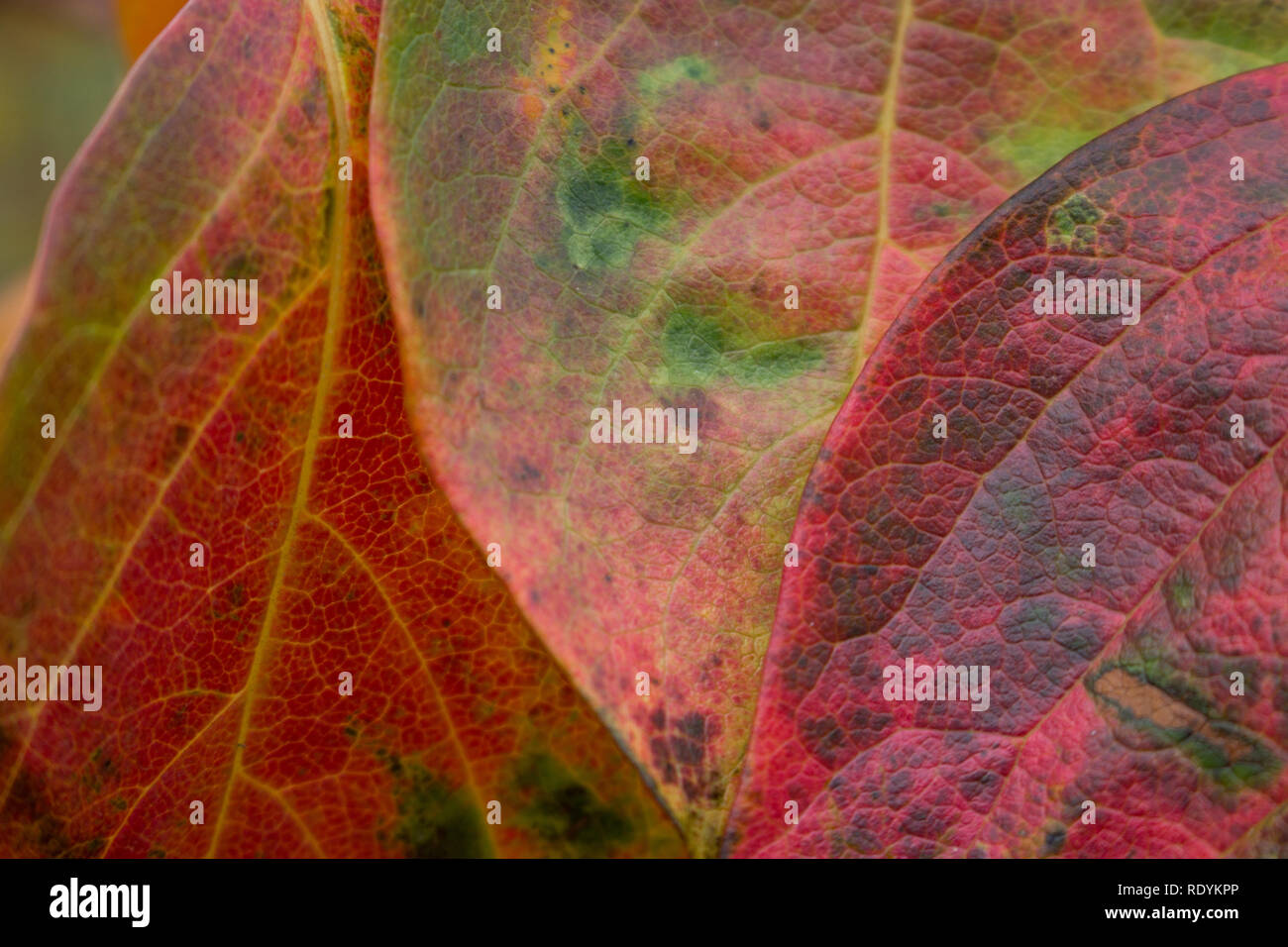 Pretty foliage plant hi-res stock photography and images - Alamy