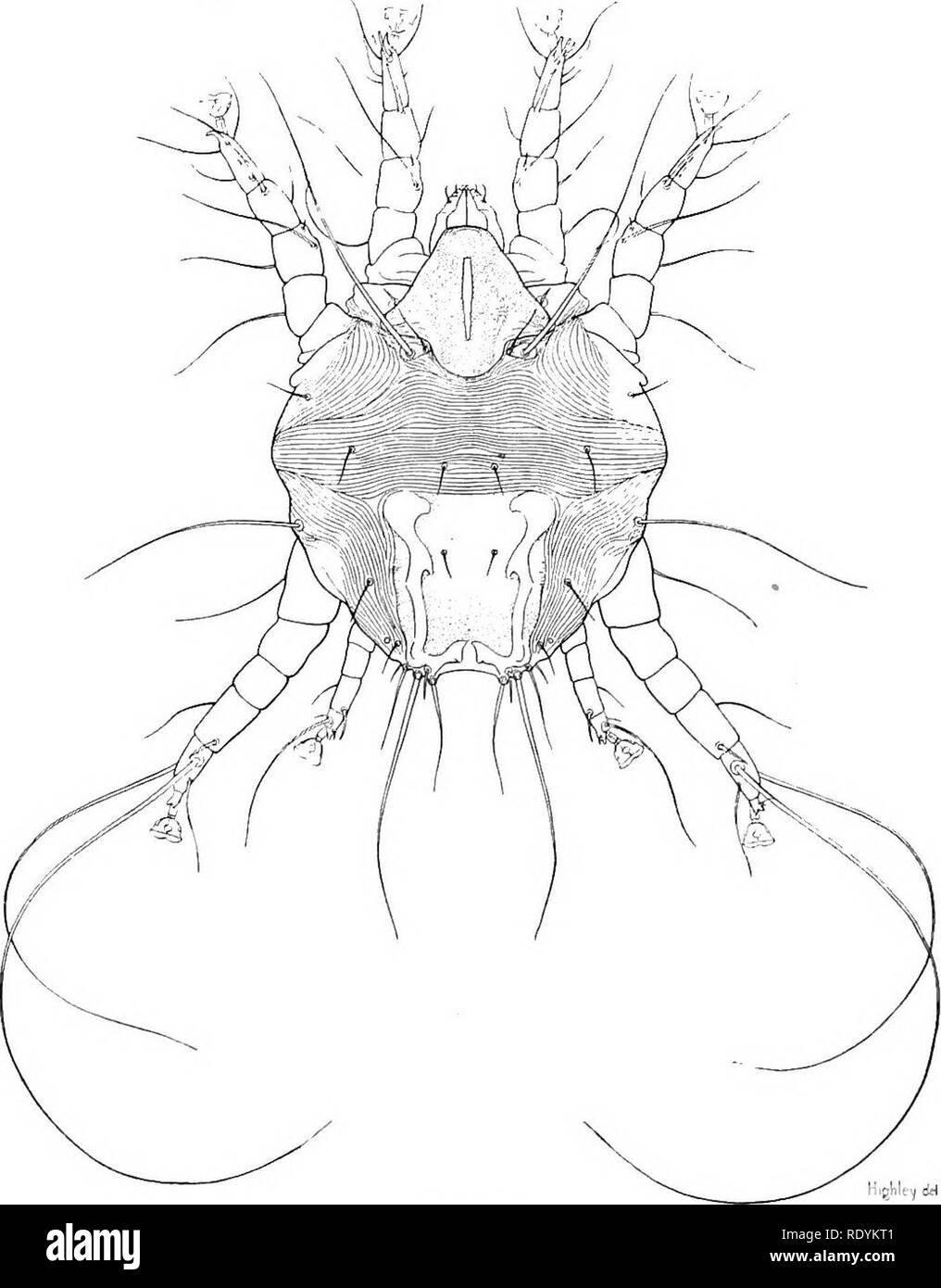 Otodectes Cynotis Eggs