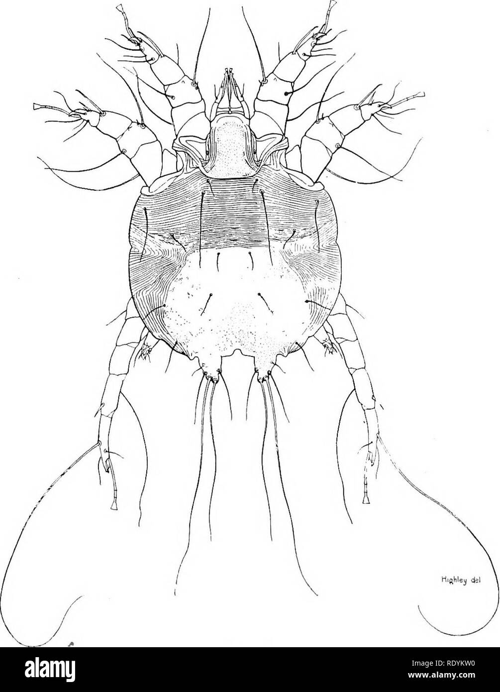 Diseased sheep hi-res stock photography and images - Alamy