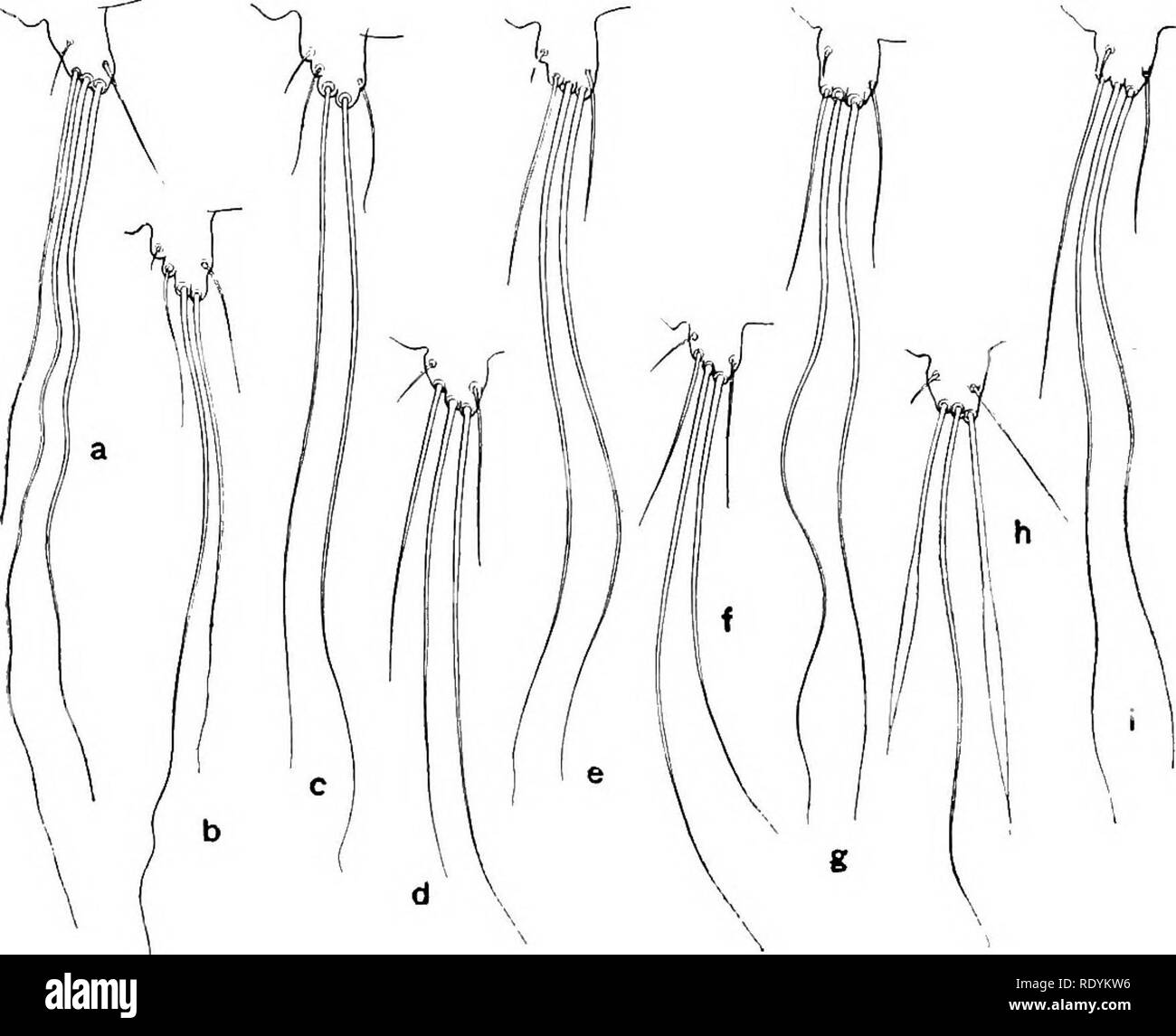 Natalensis Black and White Stock Photos & Images - Alamy