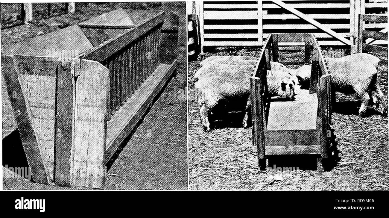 Sheep separate from flock Black and White Stock Photos & Images - Alamy