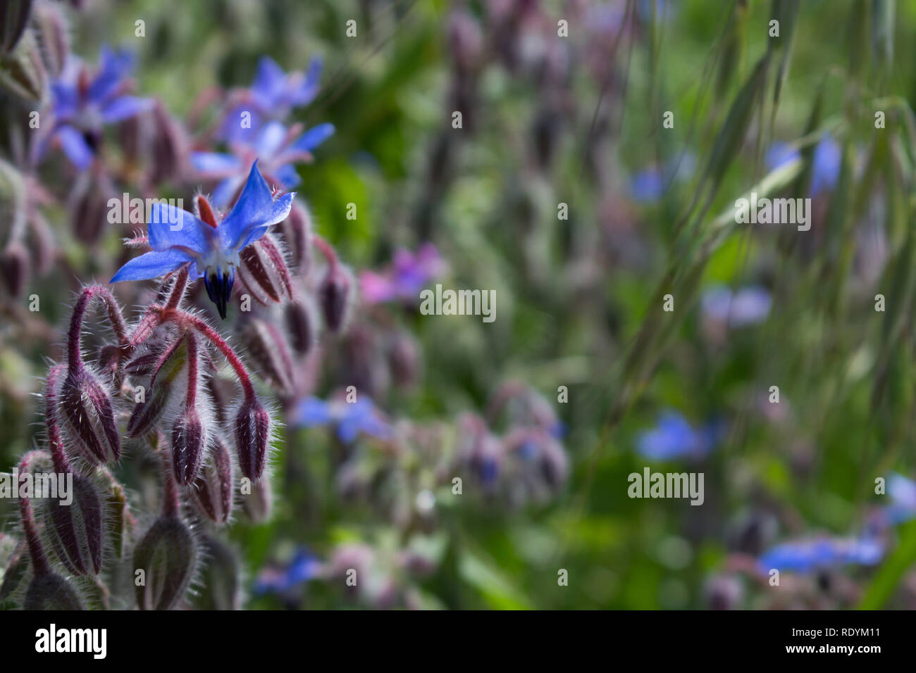 Anti inflammatory plant hi-res stock photography and images - Alamy