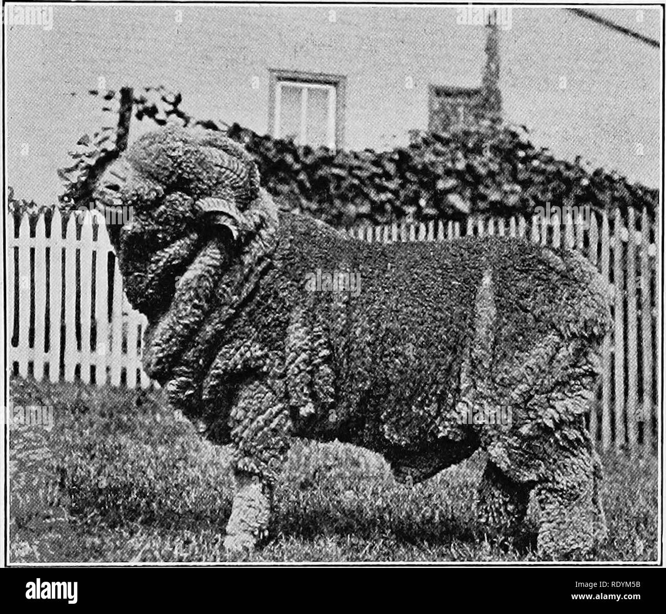 Angular horns Black and White Stock Photos & Images - Alamy