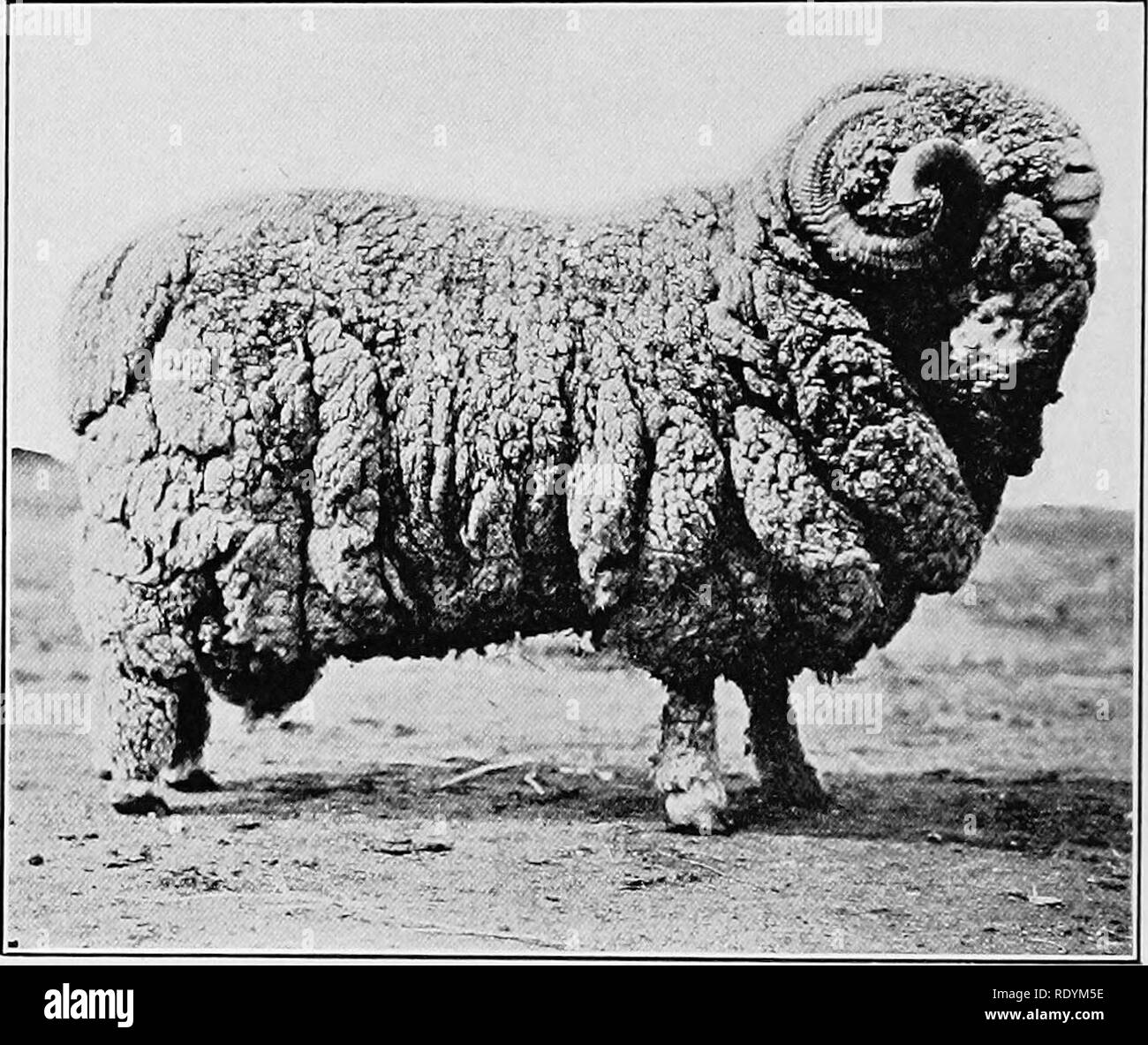 Merino sheep spain Black and White Stock Photos & Images - Alamy