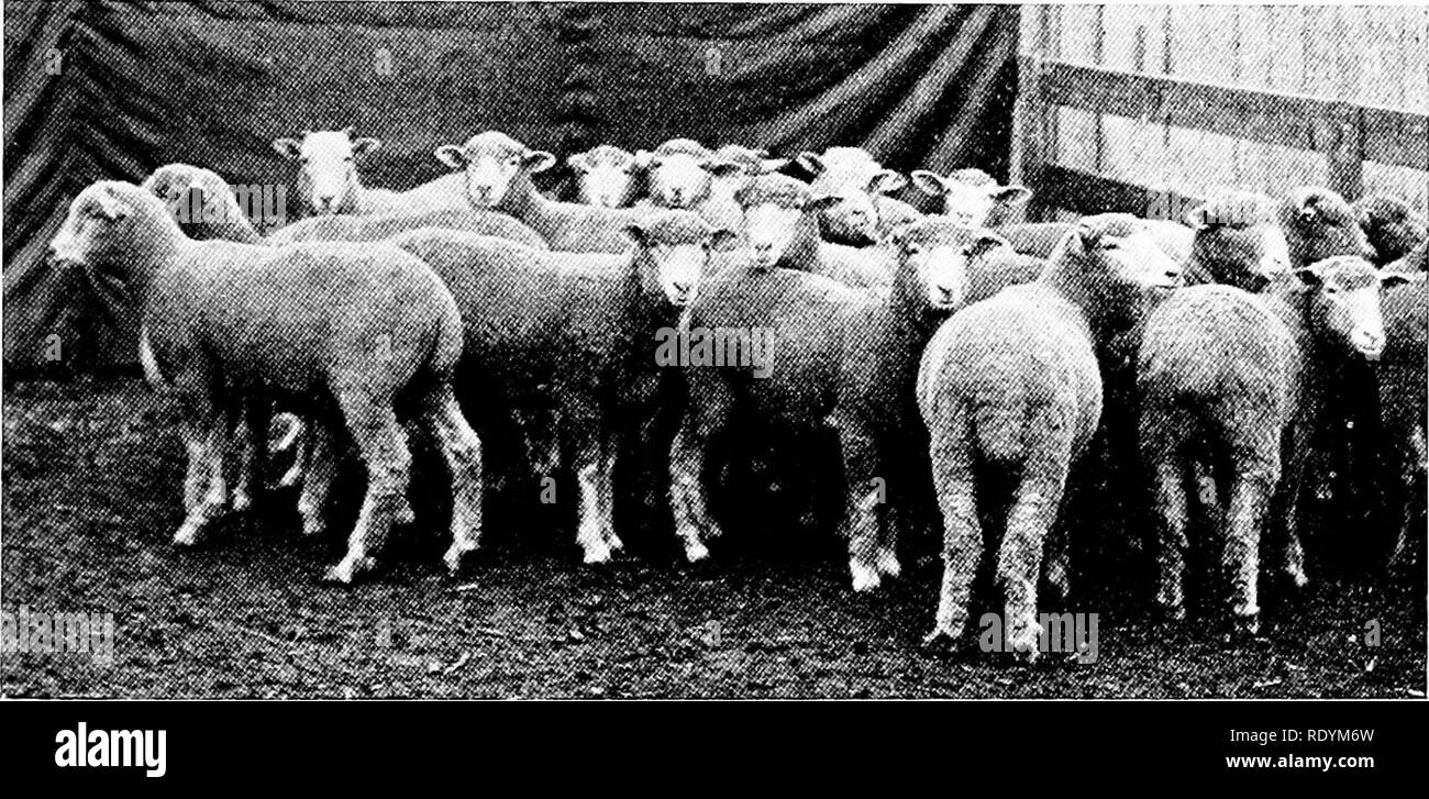 . Productive sheep husbandry . Sheep. THE COMMON GRADES 347 dealer in ...