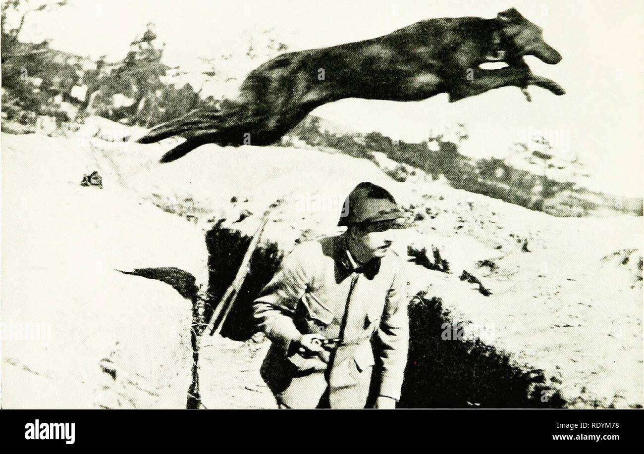 . The book of dogs; an intimate study of mankind's best friend. Dog ...