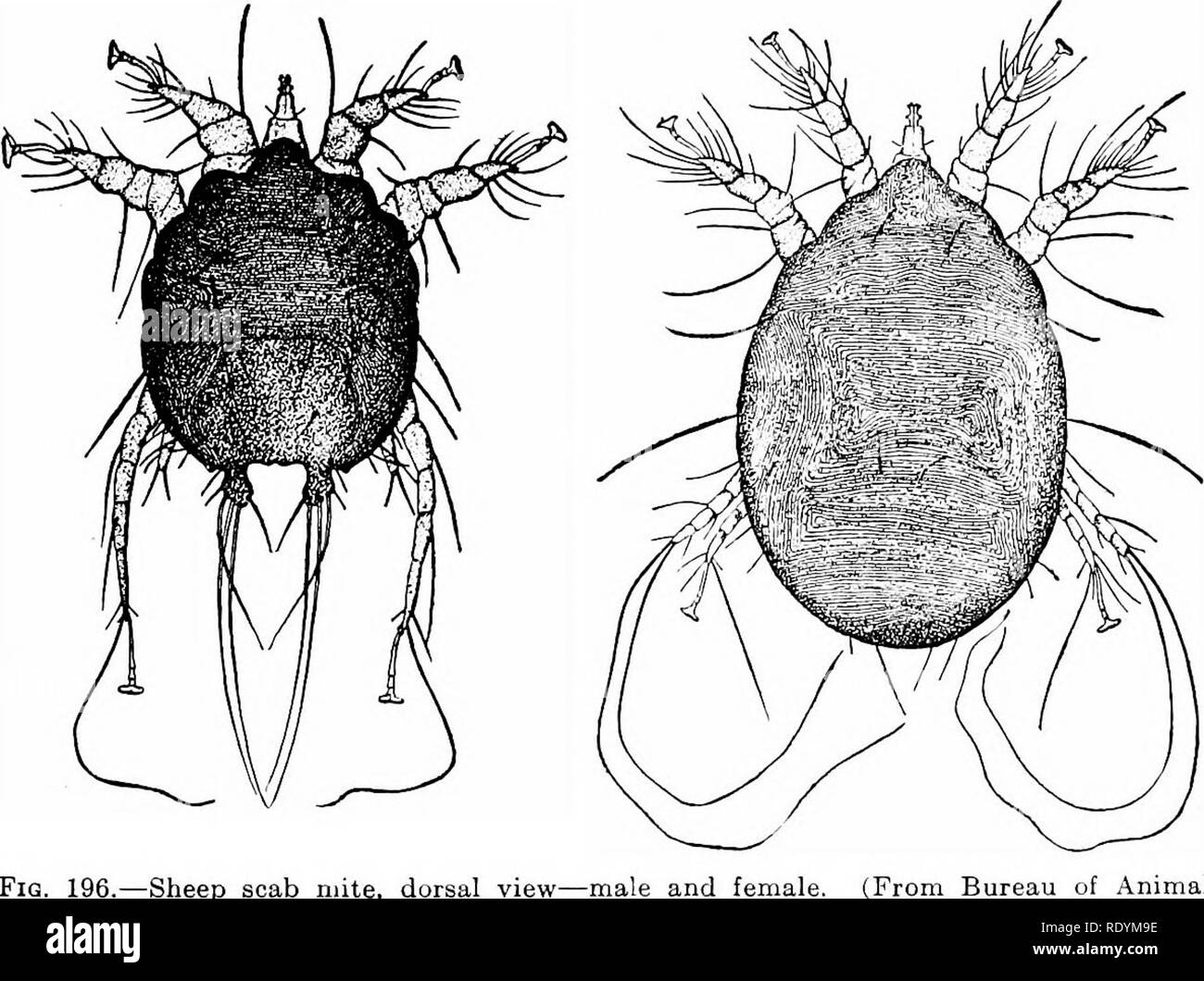 . Productive sheep husbandry . Sheep. LIME-SULFUR DIP 309 will continue ...