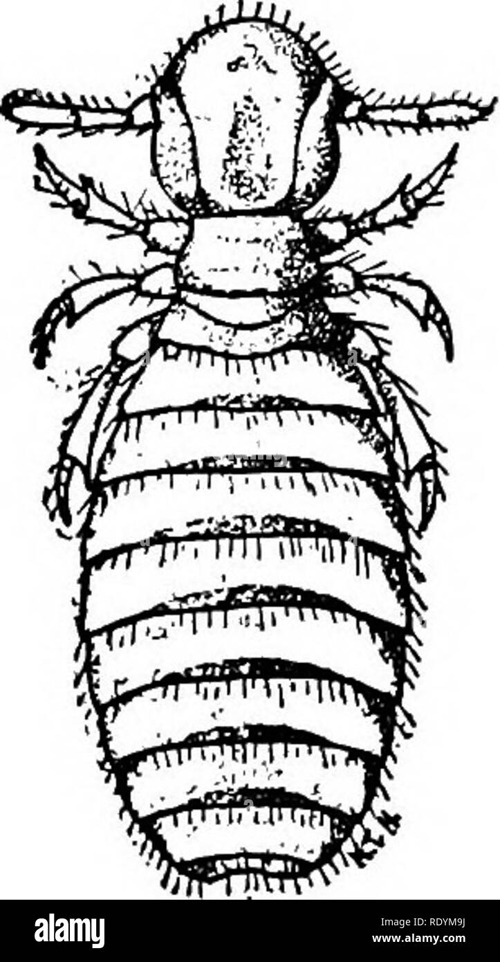 Sheep scab mite hi-res stock photography and images - Alamy