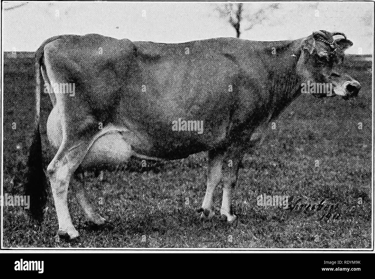 . The principles and practice of judging live-stock . Livestock. 226 ...