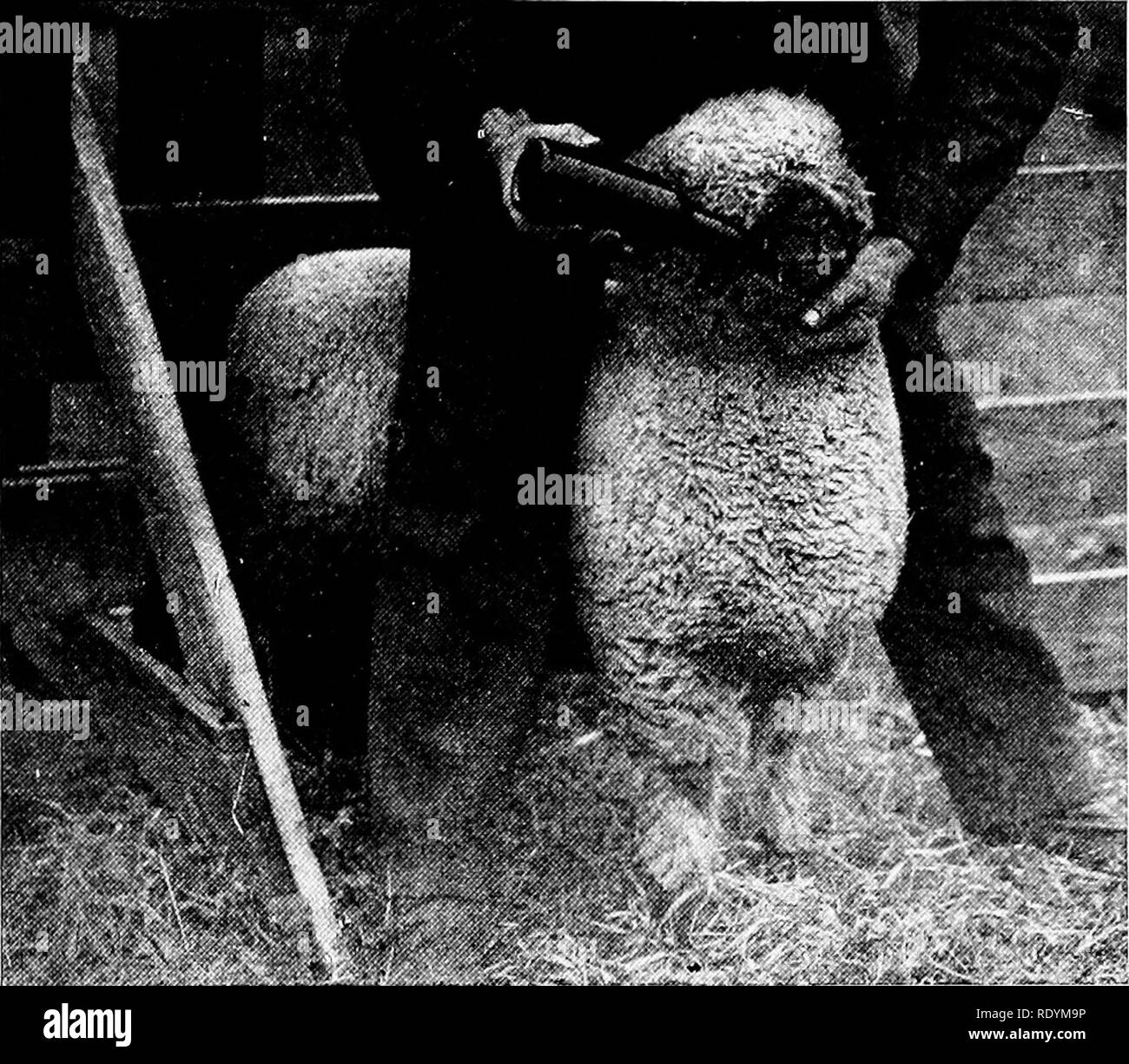 Drench sheep Black and White Stock Photos & Images - Alamy