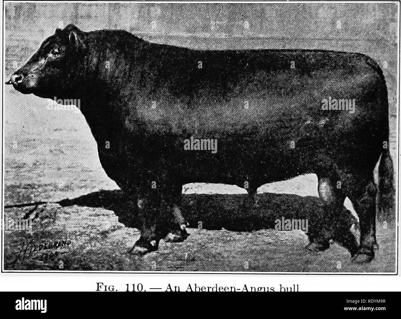 Hornless bull hi-res stock photography and images - Alamy