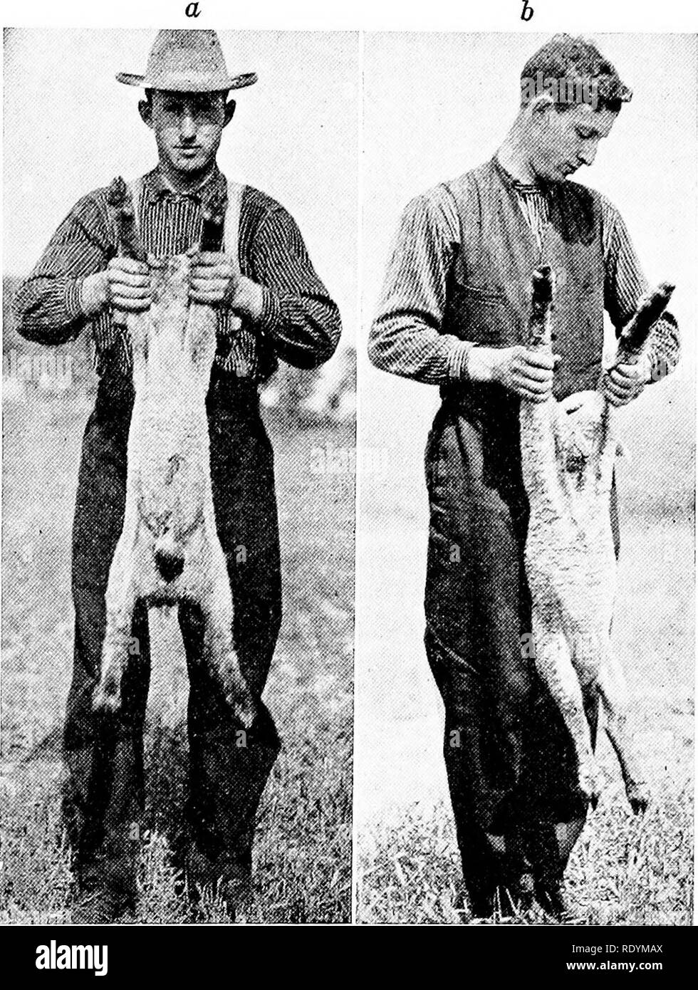 Sheep testicles not bird hi-res stock photography and images - Alamy