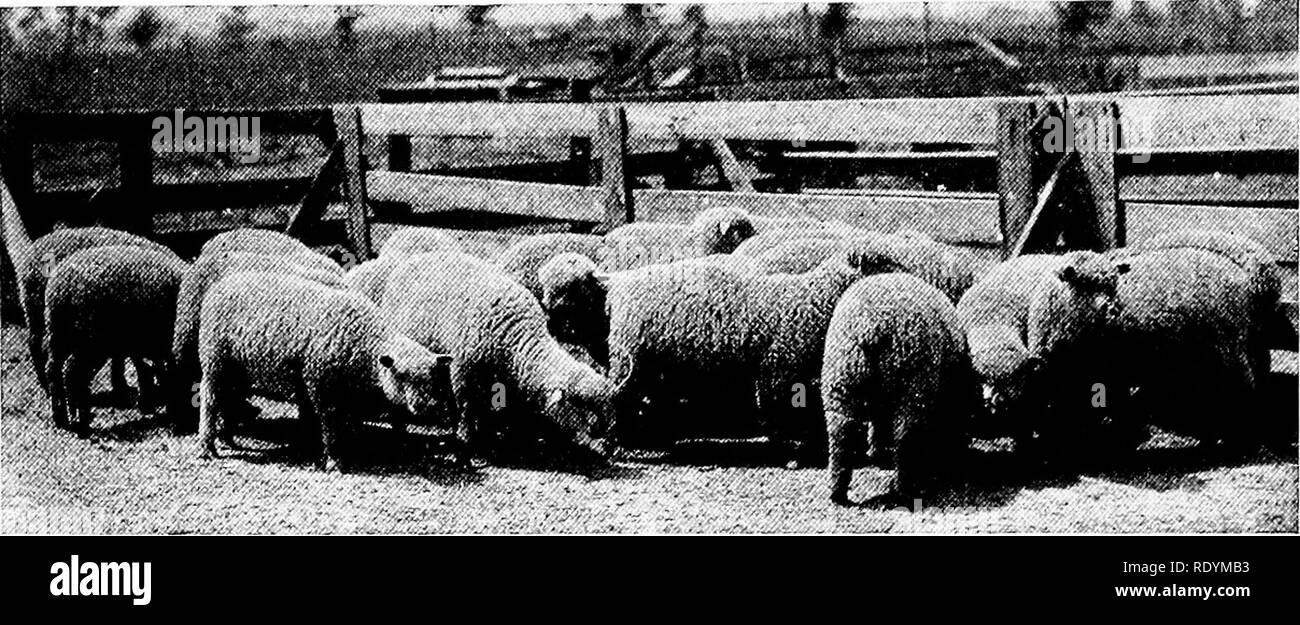 Docking sheep hi-res stock photography and images - Alamy